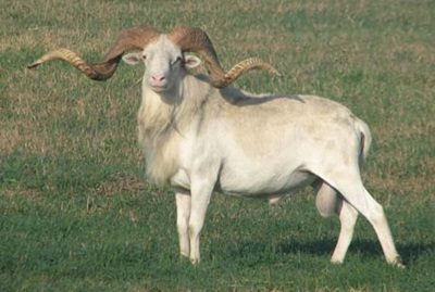 Dall Sheep Hunt in Texas | Dall Sheep Hunting Packages | Cotton Mesa ...