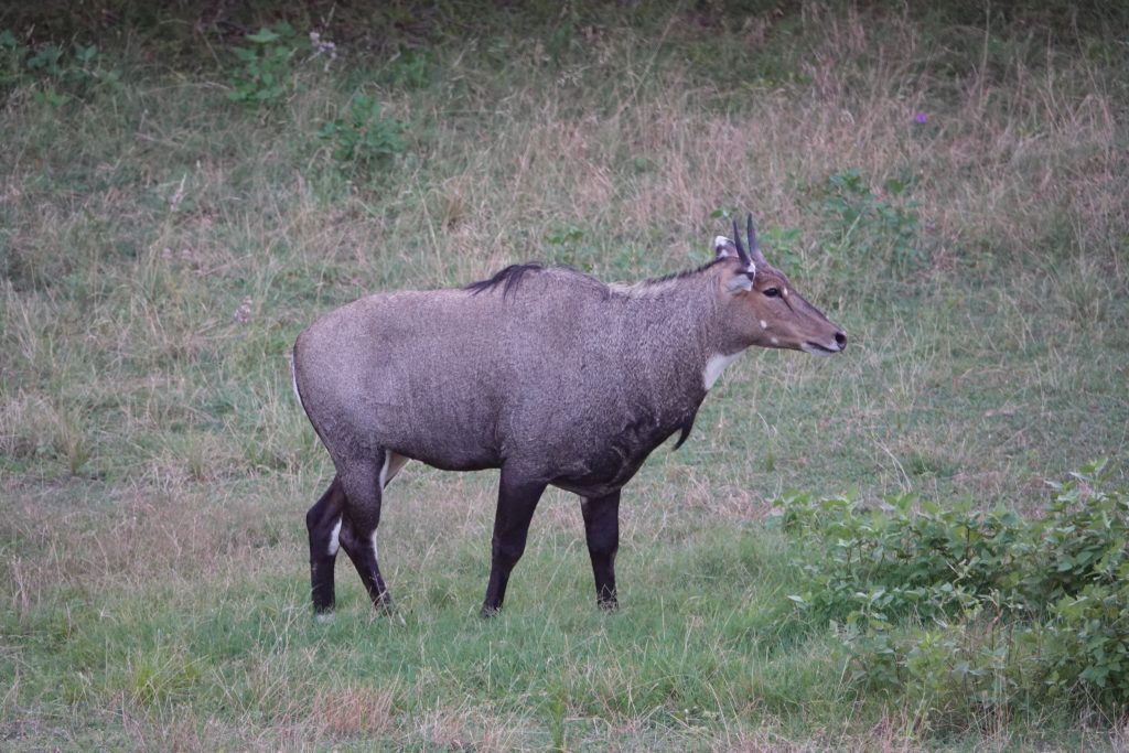 Nilgai Antelope Hunt in Texas | Nilgai Antelope Hunting Packages ...