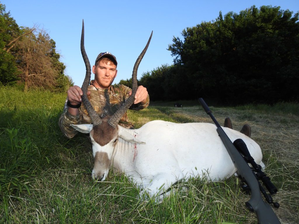 Addax Hunt in Texas | Addax Hunting Packages | Cotton Mesa Whitetail ...