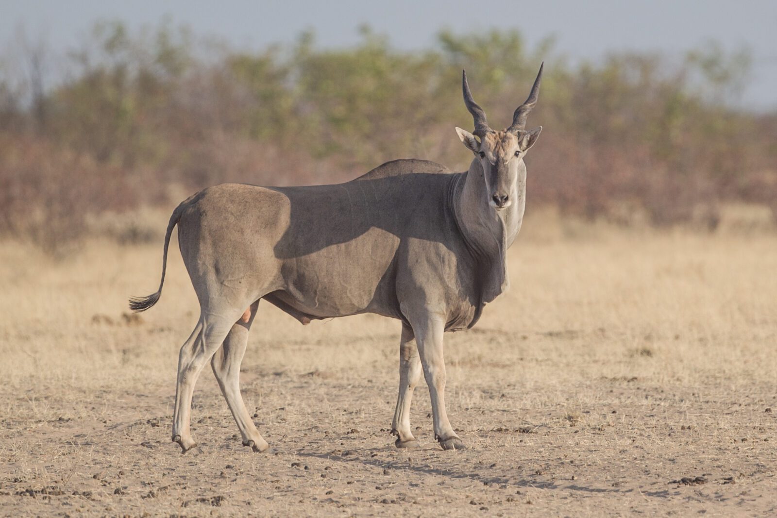 Eland Hunt in Texas | Eland Hunting Packages | Cotton Mesa Whitetail ...