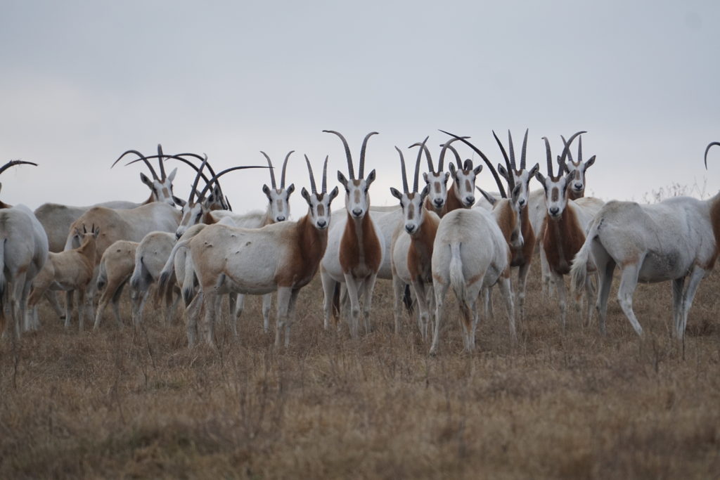 Scimitar Oryx Hunt in Texas | Scimitar Oryx Hunting Packages | Cotton ...