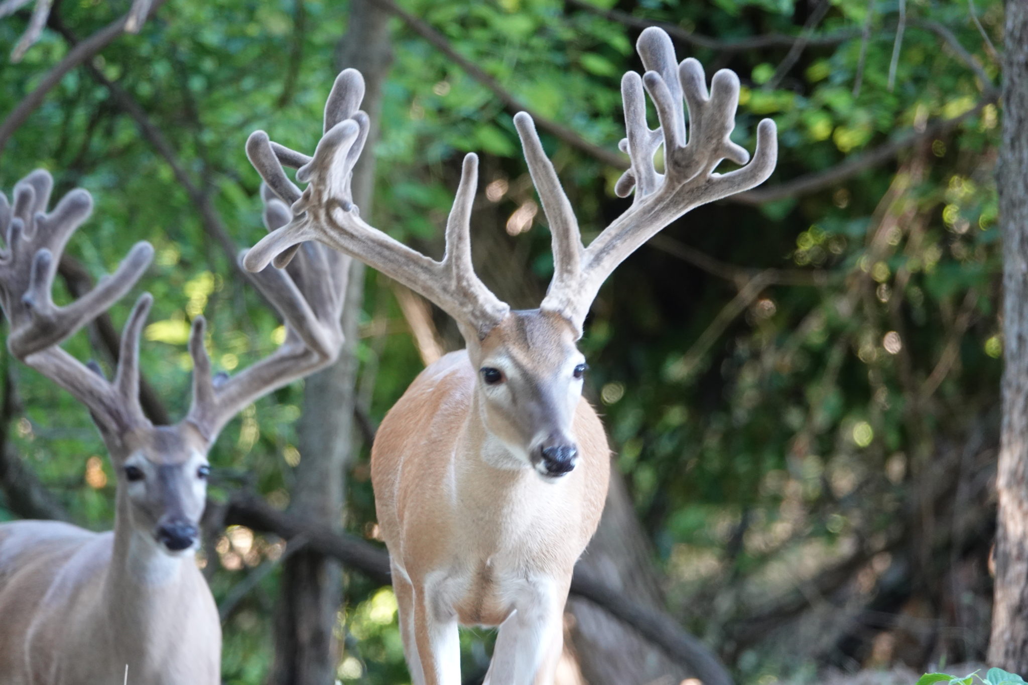 Stocker Bucks For Sale | Cotton Mesa Trophy Whitetail Ranch