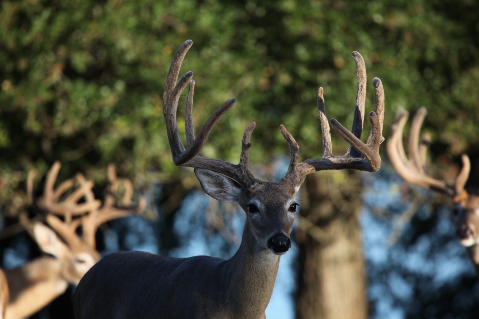 Stocker Bucks For Sale | Cotton Mesa Trophy Whitetail Ranch