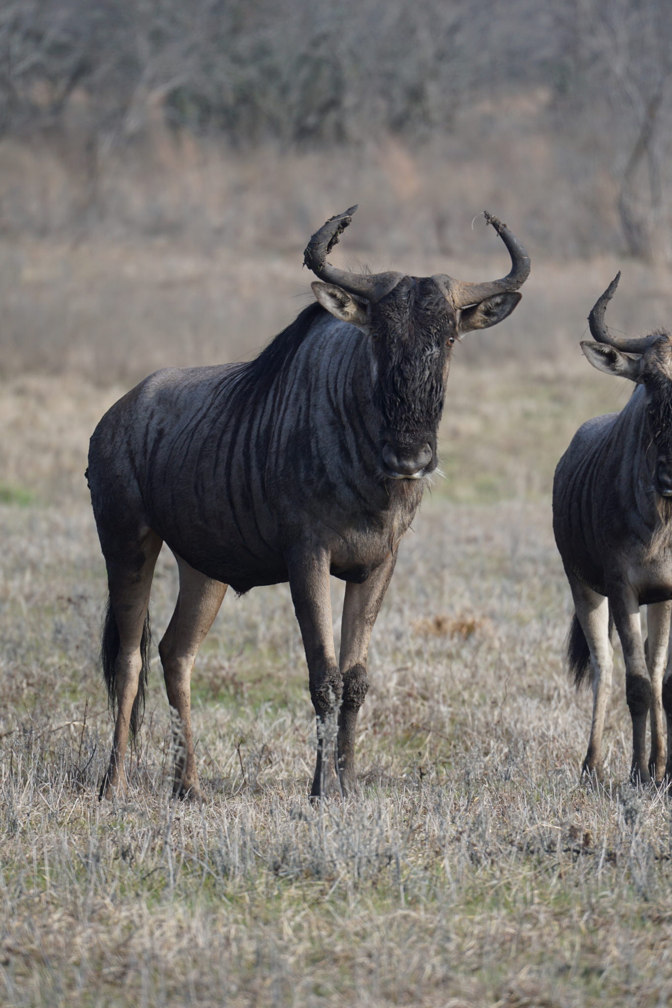 Blue Wildebeest Hunt in Texas | Blue Wildebeest Hunting Packages ...