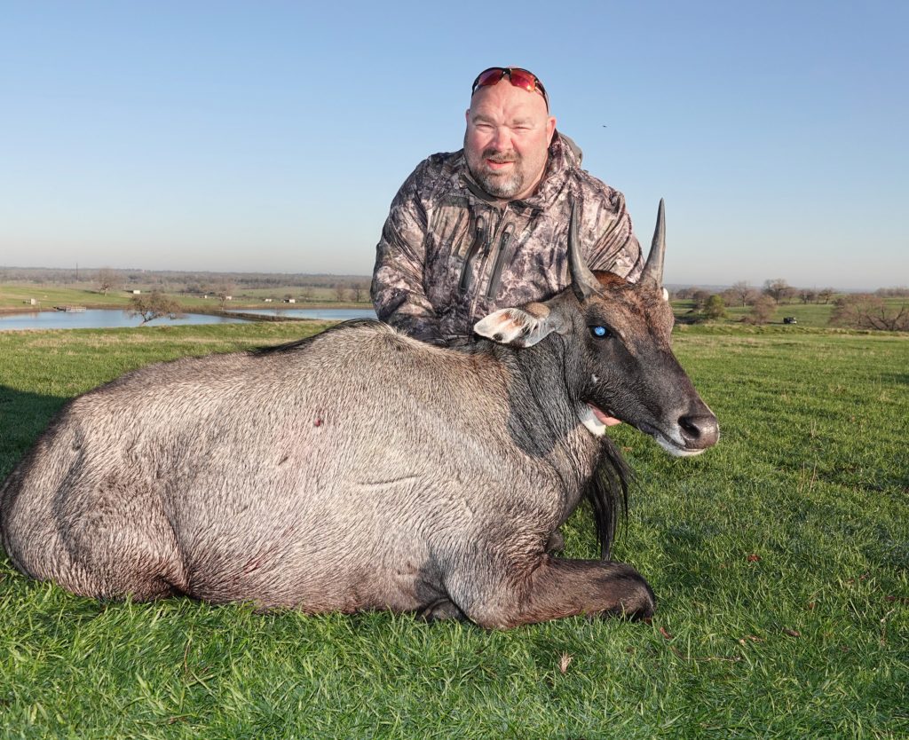 Nilgai Antelope Hunt in Texas | Nilgai Antelope Hunting Packages ...