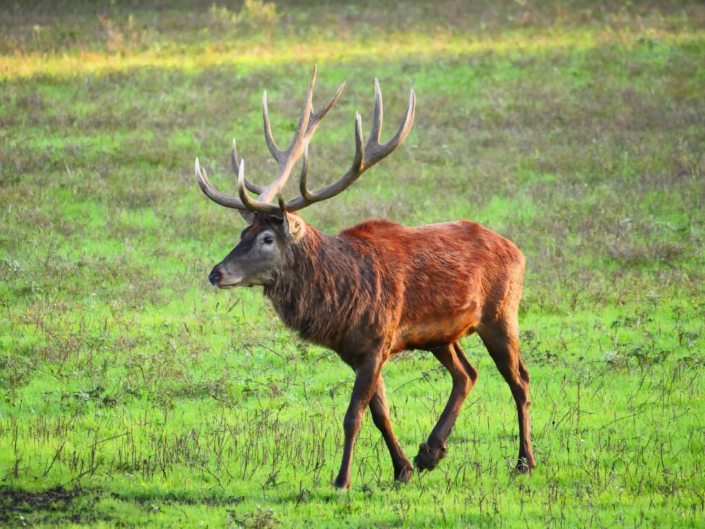 Red Stag Hunt in Texas | Red Stag Hunting Packages | Cotton Mesa ...
