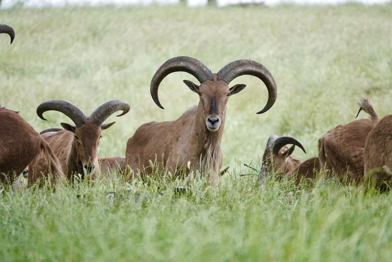 Aoudad Sheep Hunt in Texas | Aoudad Sheep Hunting Packages | Cotton ...