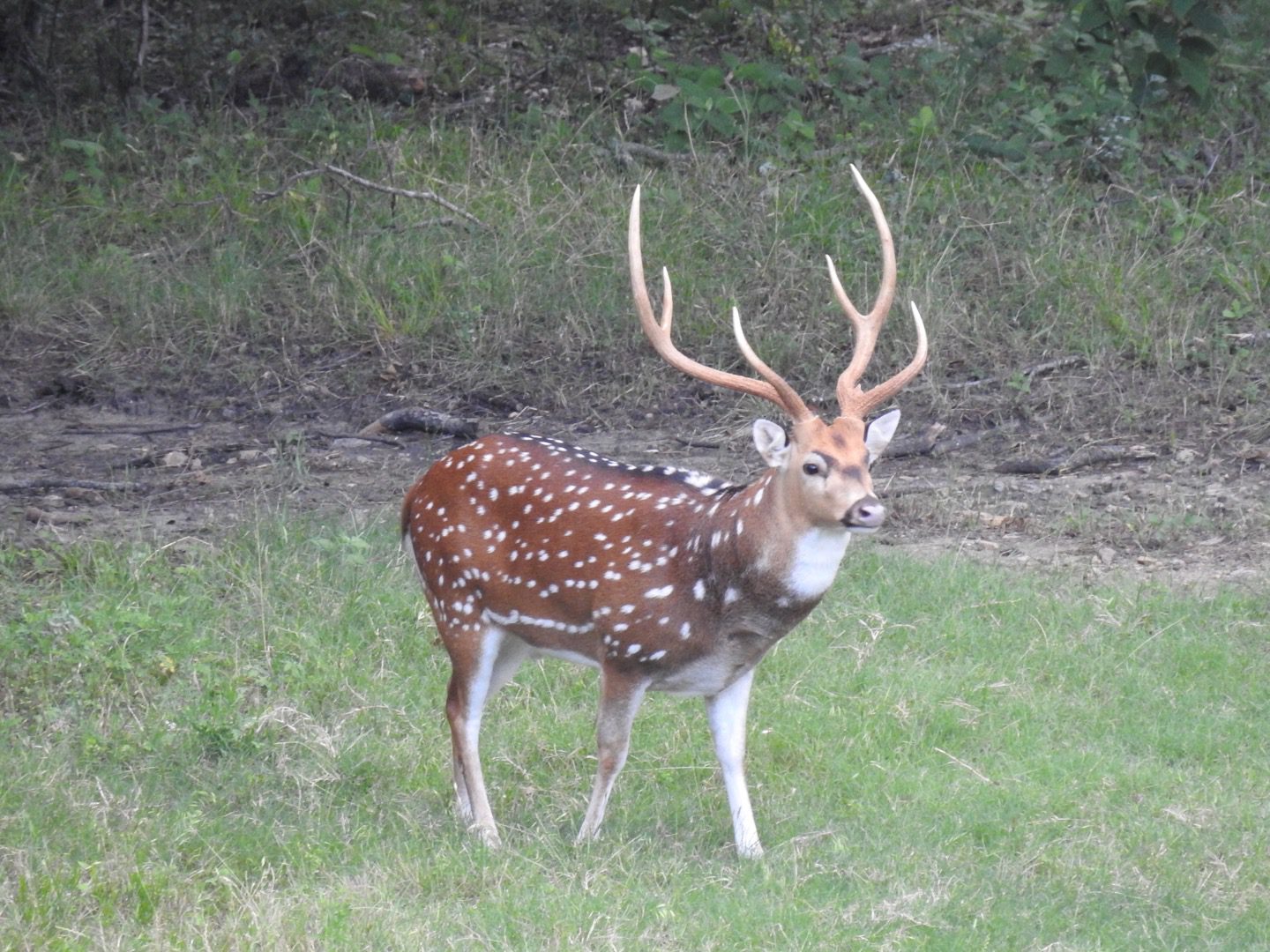 Axis Hunts All Year Long Texas - Cotton Mesa Whitetails, Texas