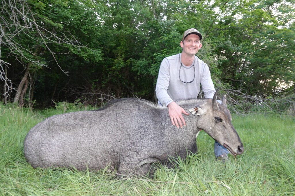 Nilgai Antelope Hunt in Texas | Nilgai Antelope Hunting Packages ...