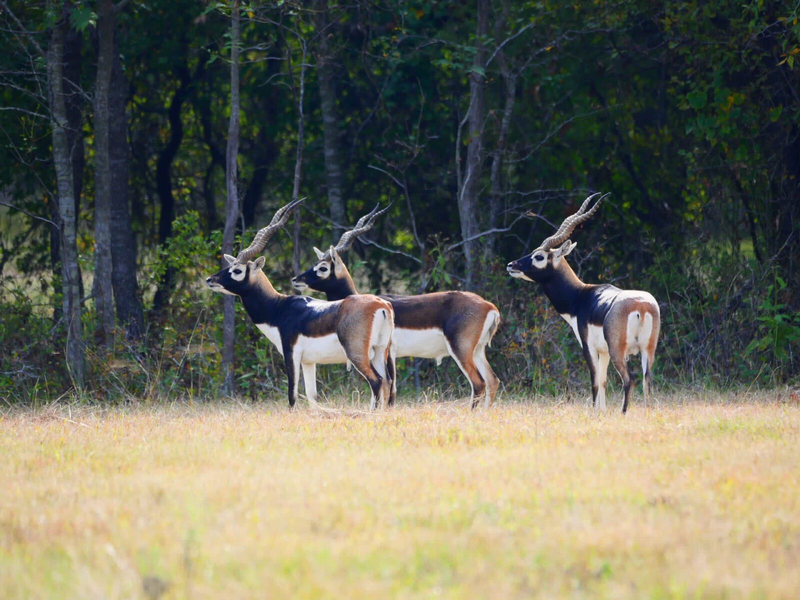 Blackbuck Hunt in Texas | Blackbuck Hunting Packages | Cotton Mesa ...