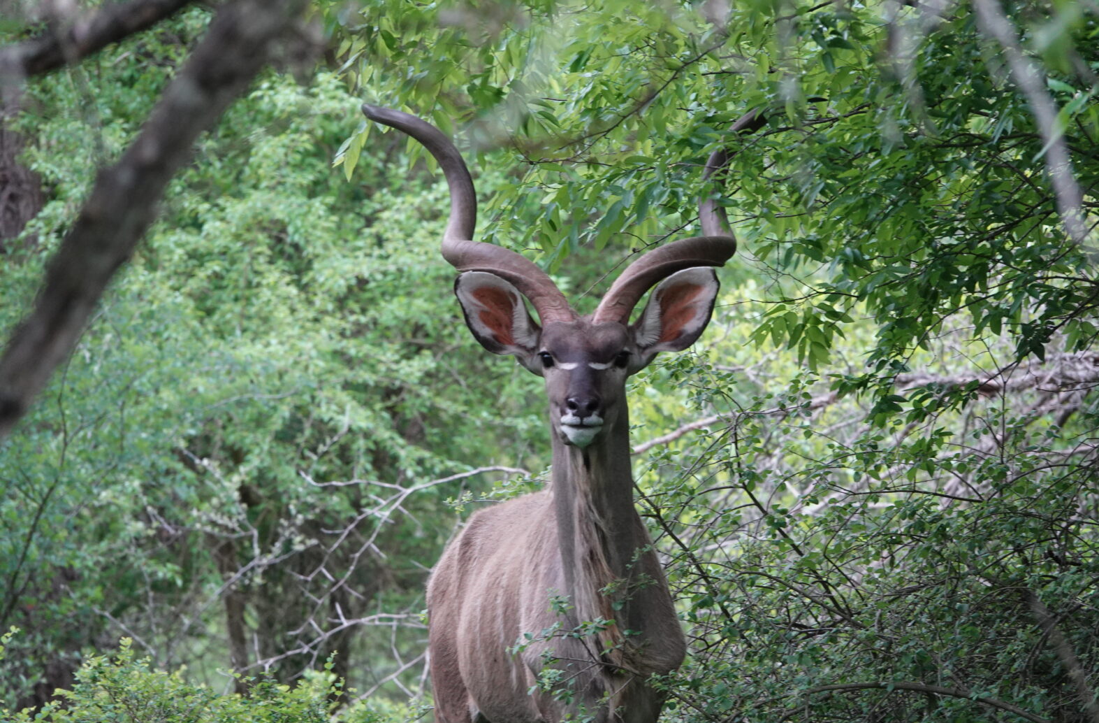 Kudu Hunt in Texas | Kudu Hunting Packages | Cotton Mesa Whitetail ...