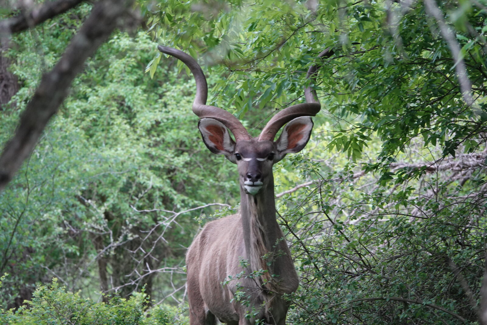 Kudu Hunt in Texas | Kudu Hunting Packages | Cotton Mesa Whitetail ...