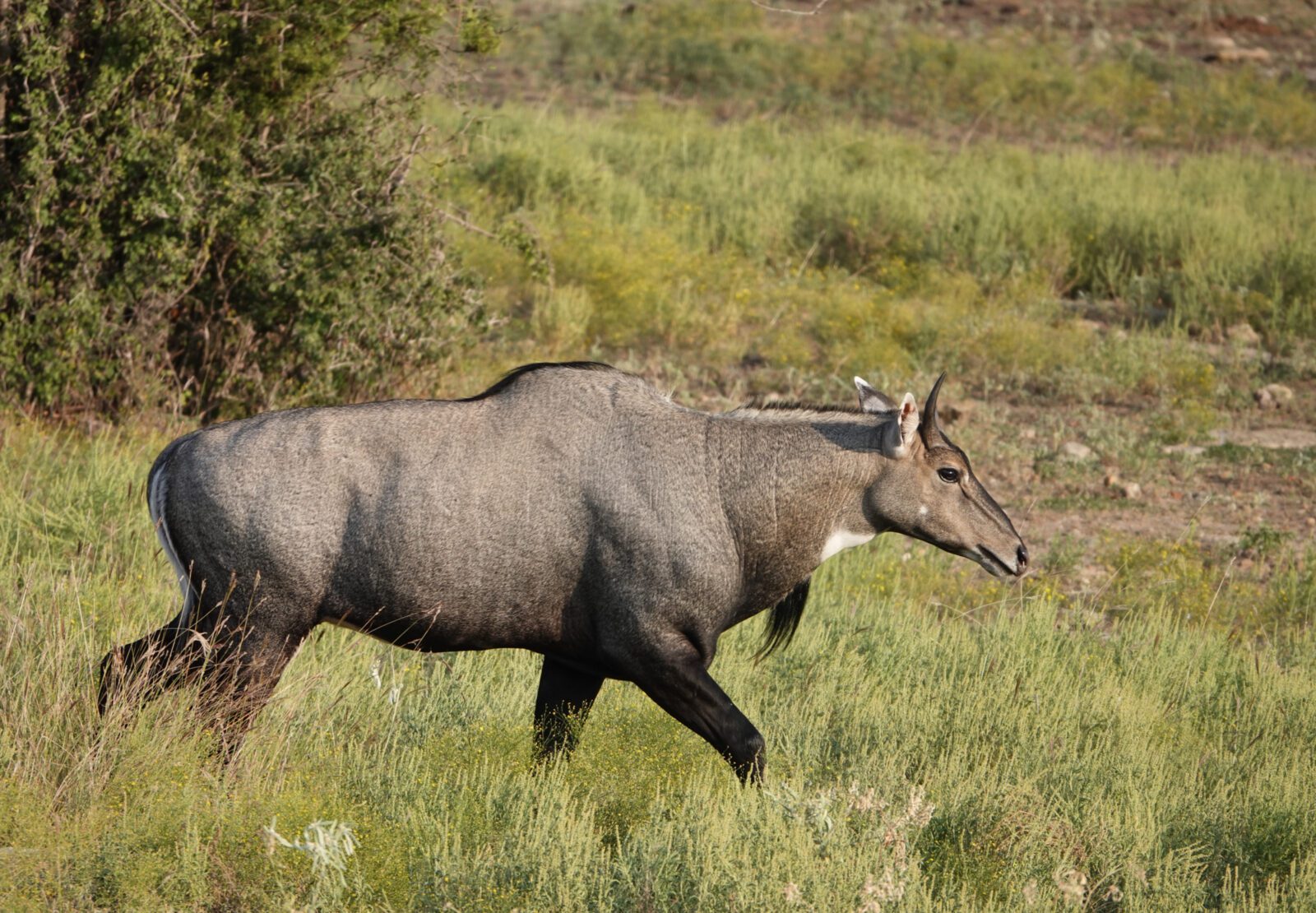 Nilgai Antelope Hunt in Texas | Nilgai Antelope Hunting Packages ...