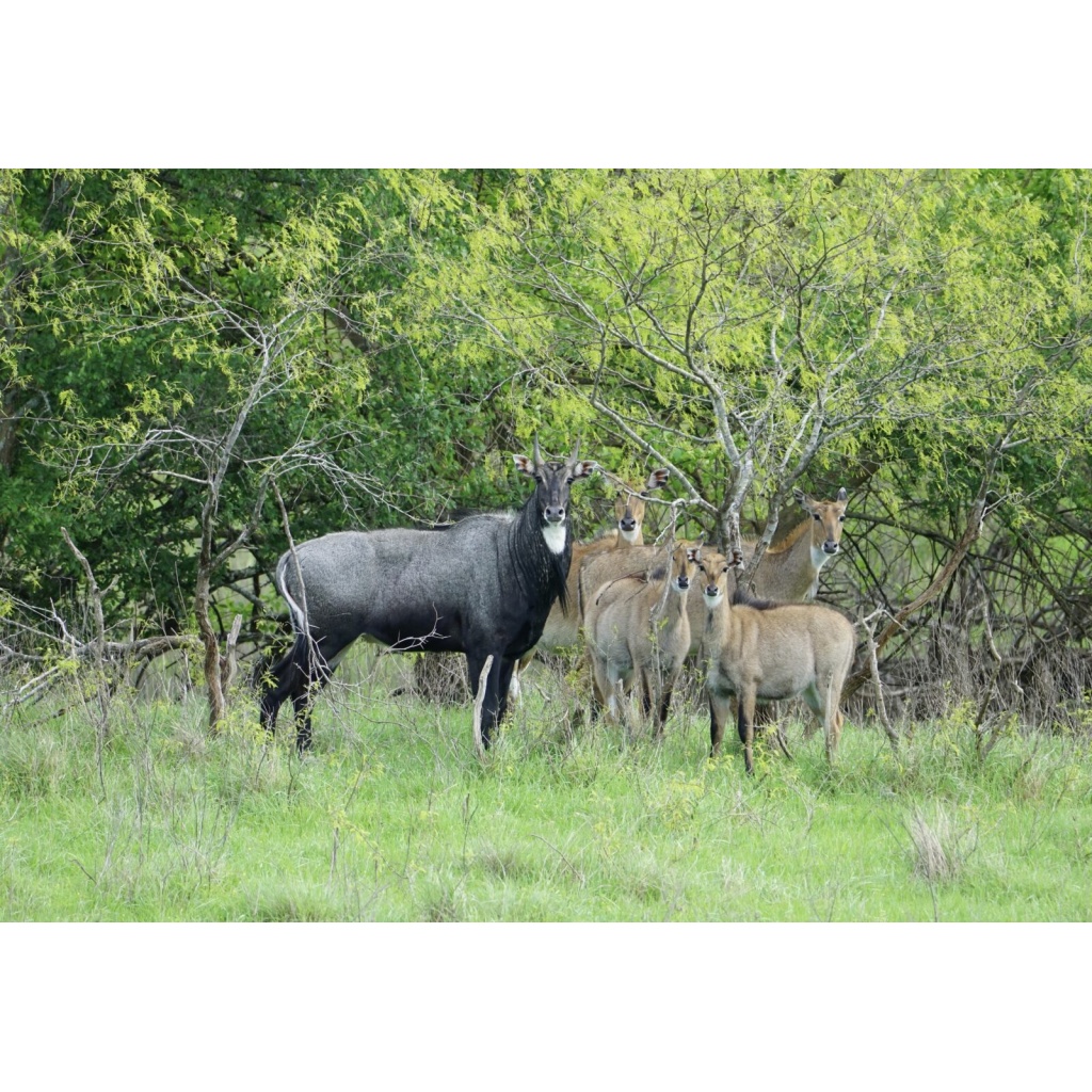 Nilgai Antelope Hunt in Texas | Nilgai Antelope Hunting Packages ...