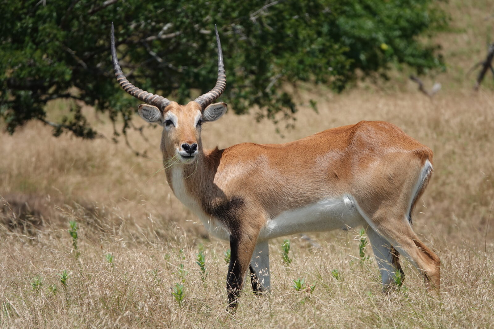 Red Lechwe Hunts in Texas - Cotton Mesa Whitetails, Texas