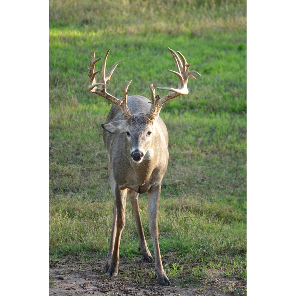 Affordable Texas Whitetail Hunts & Texas Deer Hunts | Cotton Mesa ...