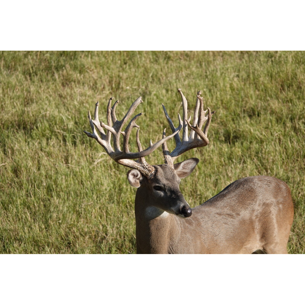 Affordable Texas Whitetail Hunts & Texas Deer Hunts | Cotton Mesa ...