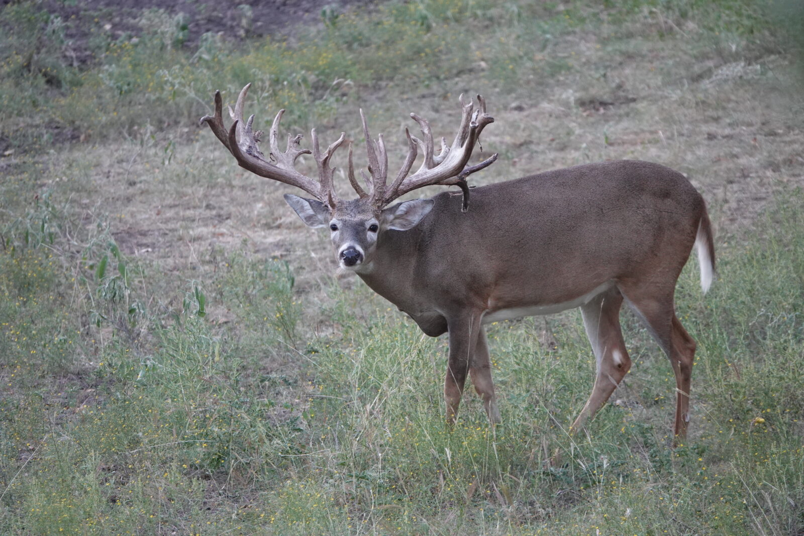 Texas Hunting Ranch | Cotton Mesa Trophy Whitetail and Exotic Hunts