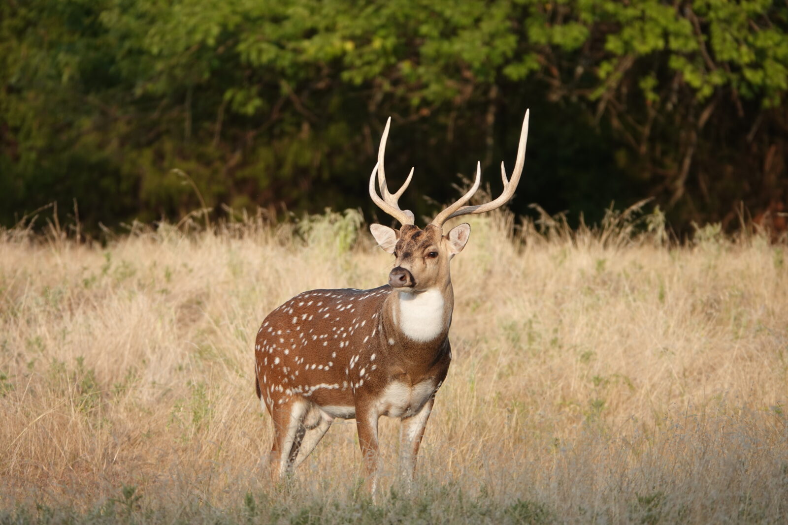 Axis Deer Hunt in Texas | Axis Deer Hunting Packages | Cotton Mesa ...