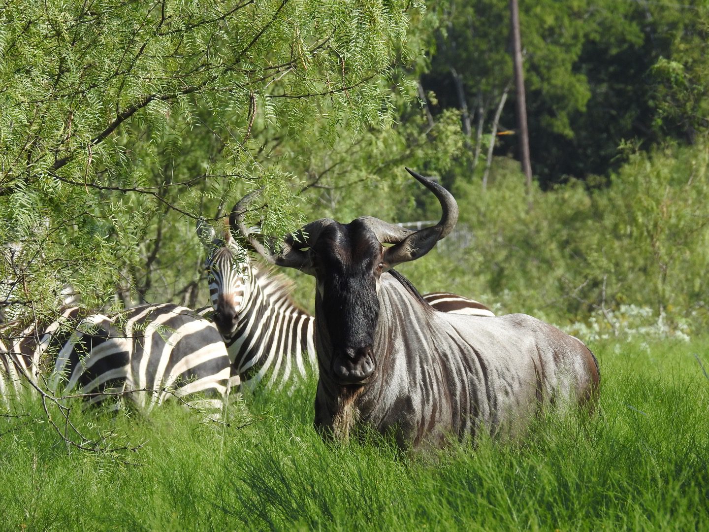 Zebra Hunt in Texas | Zebra Hunting Packages | Cotton Mesa Whitetail ...