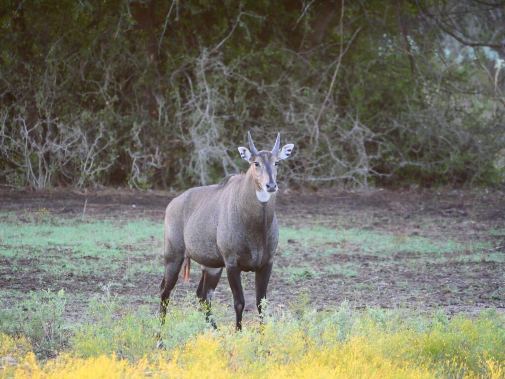 Nilgai Antelope Hunt in Texas | Nilgai Antelope Hunting Packages ...