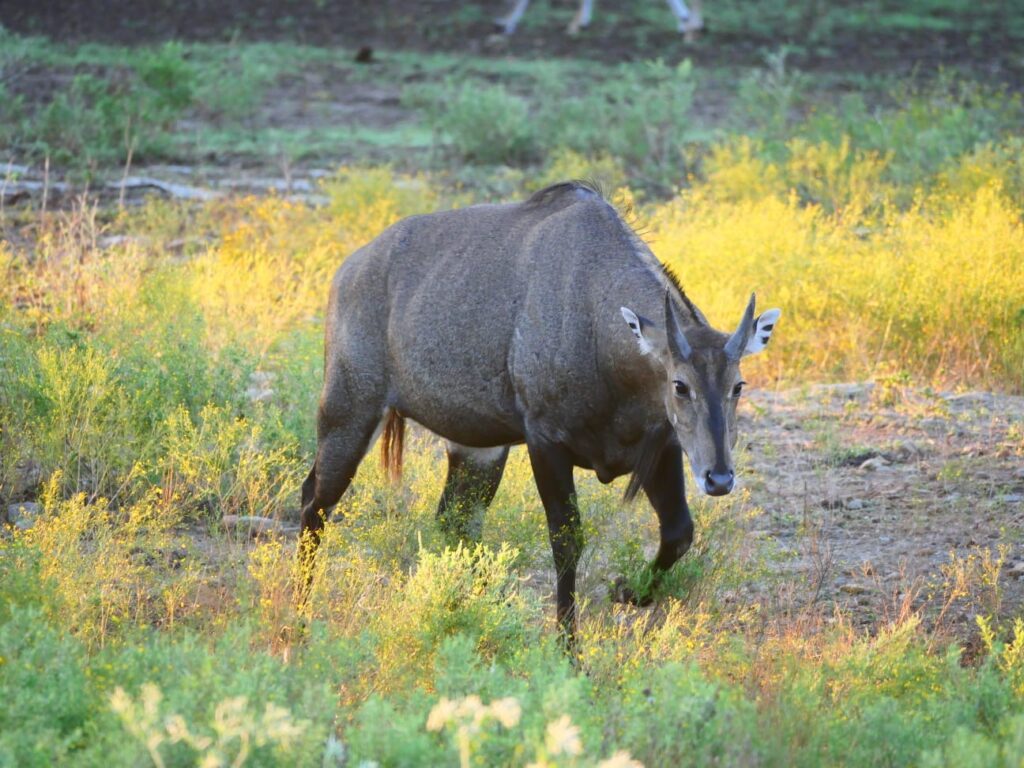 Nilgai Antelope Hunt in Texas | Nilgai Antelope Hunting Packages ...